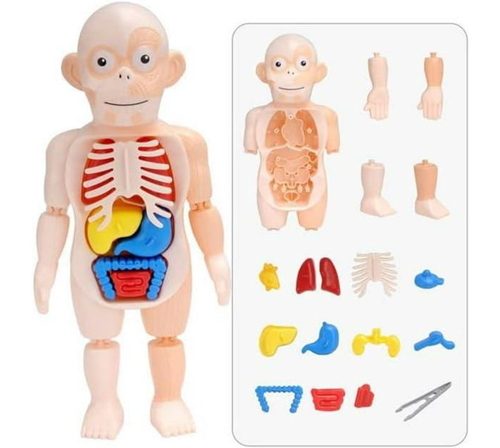 Someone’s in a Makro PSM-Anatomy Model of Human Body for Children ...