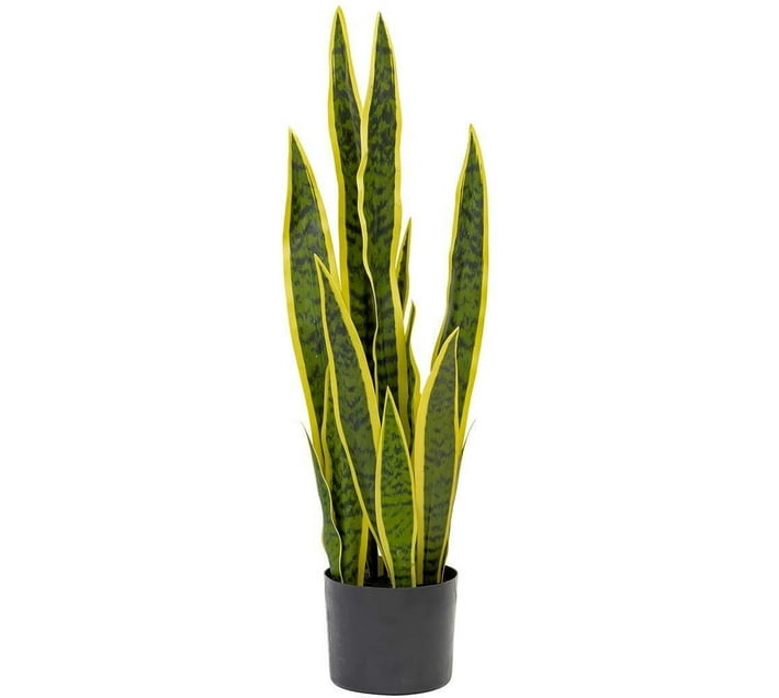 Buy Benise Plant Snake Plant (Pack of 1) in Bulk | Makro Business