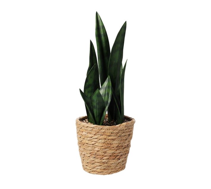 Someone’s in a Makro Artificial Plant in Cattail Pot - 38cm Mood