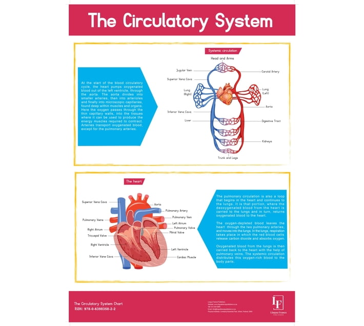 Someone’s in a Makro The Circulatory System wall chart Mood