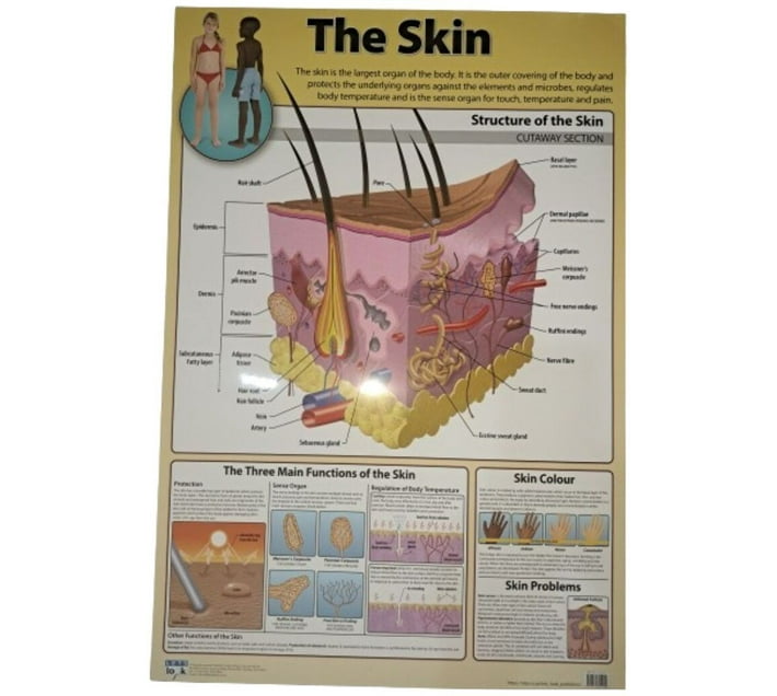 Buy The Skin Photographic Paper (Portrait) in Bulk | Makro Business